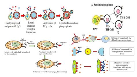 Hypersensitivity Types Type Iv Hypersensitivity Reaction Or Delayed