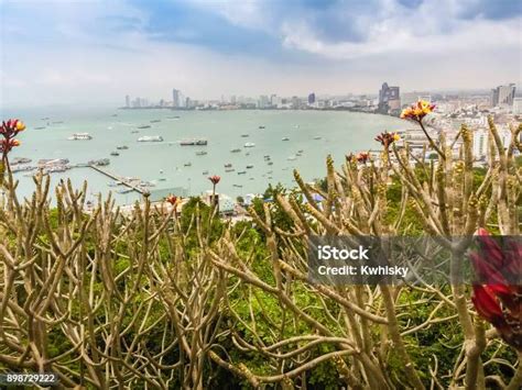 푸른 하늘 배경 및 꽃 전경 Pratamnak 언덕에 파타야 베이 보기의 아름 다운 파타야 시는 바다 스포츠에 대 한 및 밤 생활 엔터테인먼트 0명에 대한 스톡 사진 및