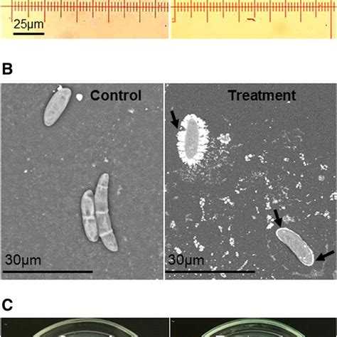 Inhibition Of Spore Germination By Purified Rbvchib A Spores Observed