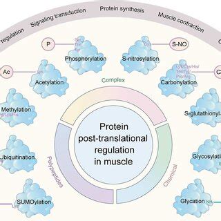 Representative Protein Posttranslational Regulation In Muscle Some