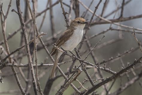Marico Flycatcher Bradornis Mariquensis Dave Williams Flickr