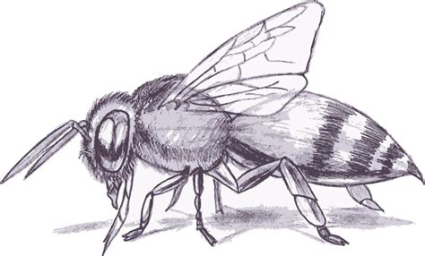 Sketch Of A Honey Bee Using A Pencil 48118270 Vector Art At Vecteezy