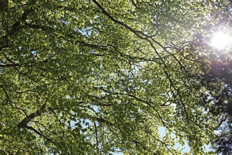 Light That Filters Through The Tall Trees Stock Image Image Of Mountain Inside 81715723