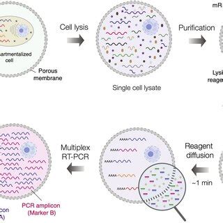 The Concept Of Performing Single Cell Multiplex RT PCR Using Download Scientific Diagram