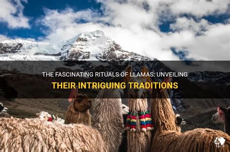 The Fascinating Rituals Of Llamas Unveiling Their Intriguing Traditions PetShun