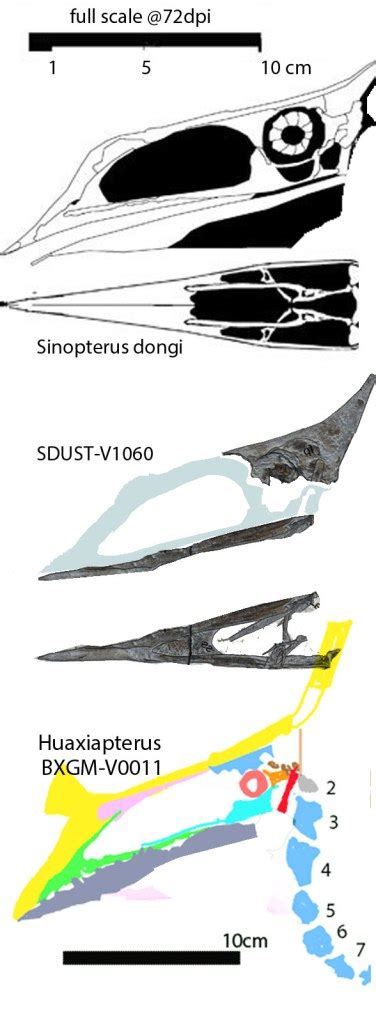 The Pterosaur Heresies Theres Something Very Wrong With Our