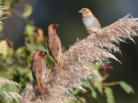 Scaly Breasted Munia Ebird