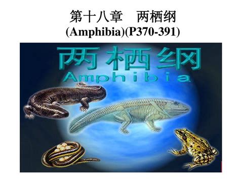第18章 两栖纲 Word文档在线阅读与下载 无忧文档