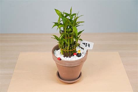 강원곳간 공기정화식물 종 원예체험키트 DIY 집들이선물 몬스테라 산세베리아 문샤인