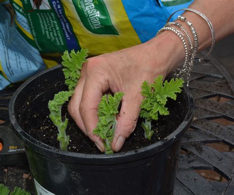 Pelargonium Cuttings How To Propagate Bedding Geraniums Homes And