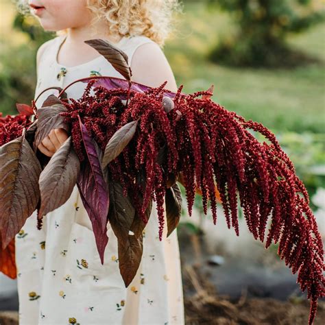 Kerala Red Spinach Amaranth Thresh Seed Co