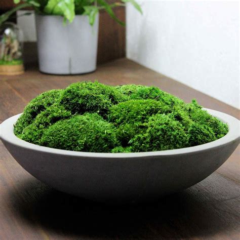 Moss Bowl Large Moss Centerpieces Moss Bowl