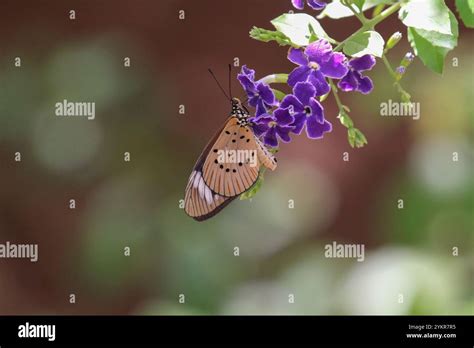 Common Acraea Or White Barred Acraea Butterfly Acraea Encedon Stock