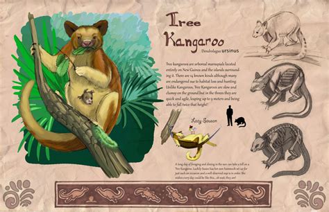 Tree Kangaroo By Phowks On DeviantArt