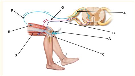 Somatic Reflex Patellar Reflex Diagram Quizlet