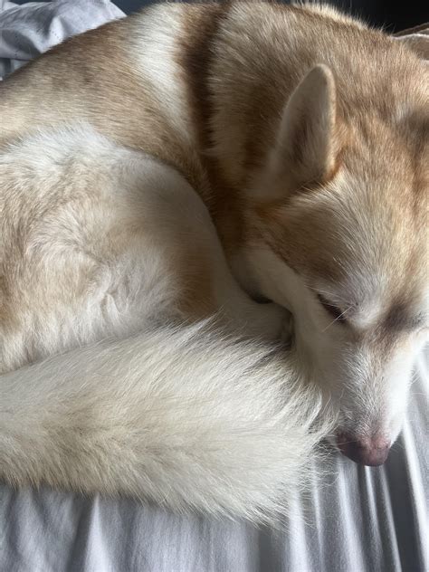 my husky r husky