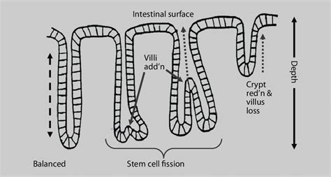 Stem Cell Dynamics In The Crypt Determines The Extent Of Cell Download Scientific Diagram