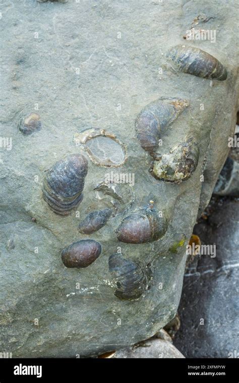 Fossil Bivalves Of The Genus Gryphaea Embedded In Carboniferous