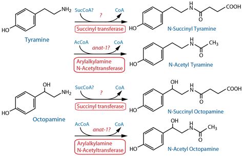 Neurotransmitter Synthesis
