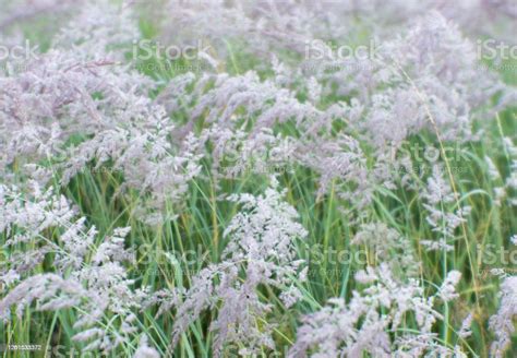 흐리게 이슬과 밝은 안개의 빛나는 방울에 야생 잔디의 귀의 푹신한 베이지 색 술 배경 0명에 대한 스톡 사진 및 기타 이미지 0명 가지별 꽃송이 계절 Istock