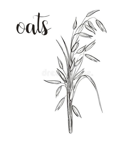 Oats Sketch Hand Drawing Vector Stock Vector Illustration Of Food