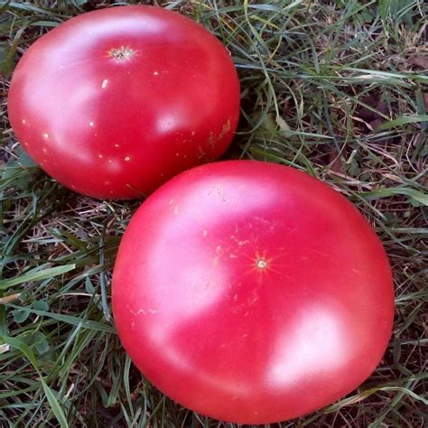 Terhune Tomato 30737298294830 