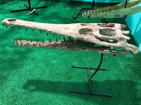 Prehistoric Alligator Fossil Monster Crocodile Was Ancient Human
