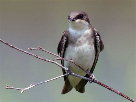 Tree Swallow Ebird