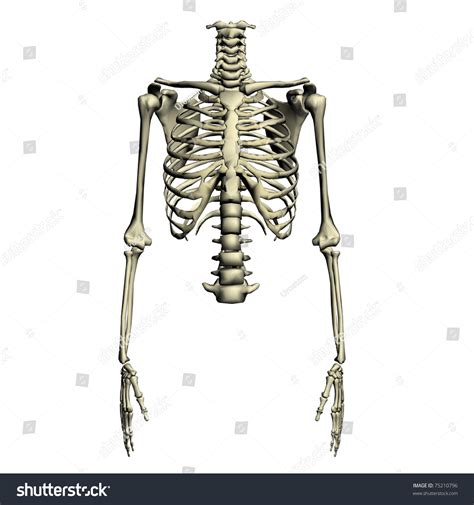 Skeletal Torso