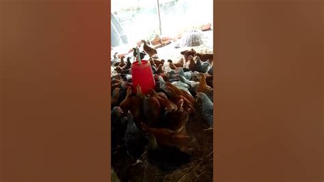 Poultryfarming Youtube