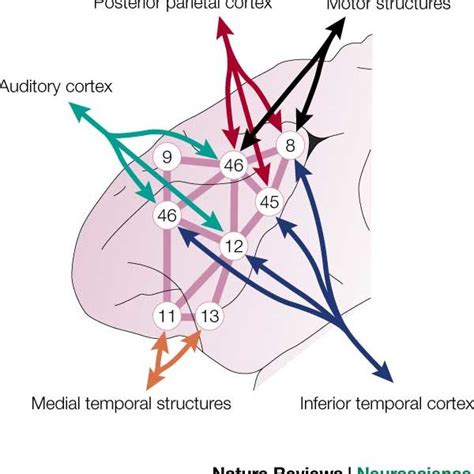Integrative Anatomy Of The Macaque Monkey Prefrontal Cortex Numbers Download Scientific Diagram
