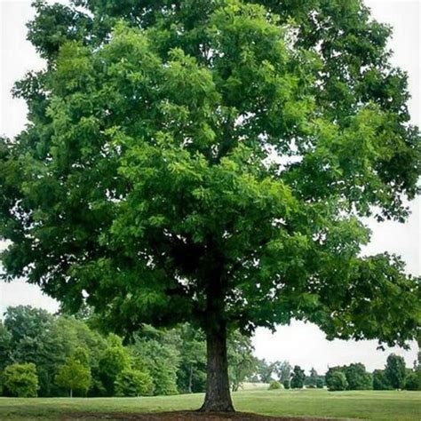 White Oak Tree Plant Addicts
