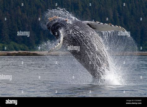 Humpback Whale Megaptera Novaeangliae Leaping Into The Air Rotating