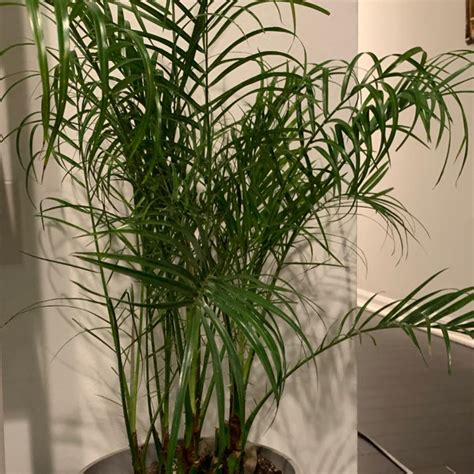 Fertilizing My Pygmy Date Palm To Double Its Growth