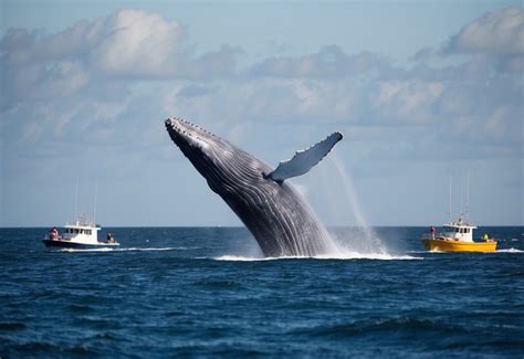 Has A Blue Whale Ever Attacked A Human Exploring The Rare Encounters