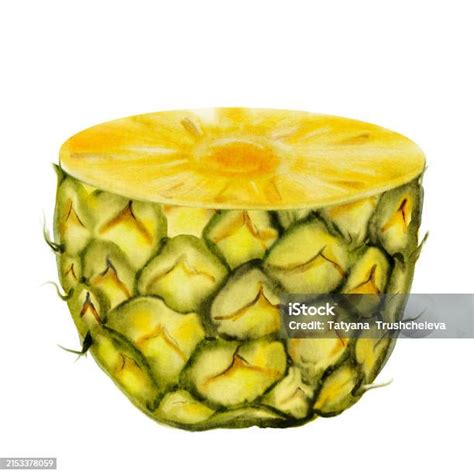 파인애플 수채화 손 그리기 고립된 흰색 배경에 있는 열대 과일의 절반입니다 레시피 교육용 카드 및 트로피컬 칵테일 메뉴 디자인