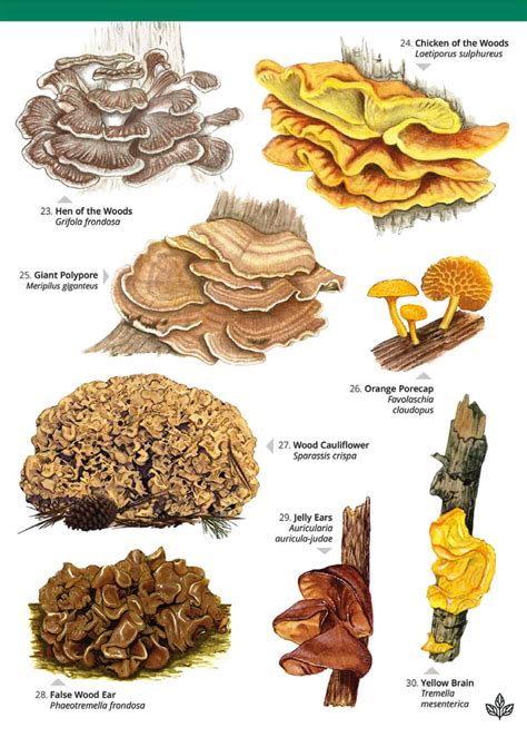 Distinctive Non Gilled Fungi Field Studies Council