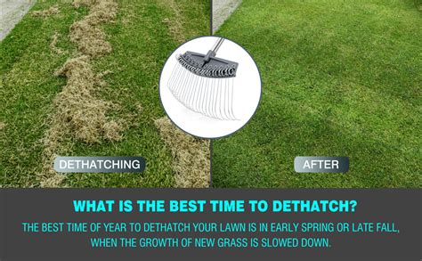 Colwelt Thatch Rake 24 Steel Tines Dethatching Rakes