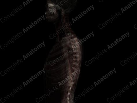 Anterior Spinal Artery Complete Anatomy