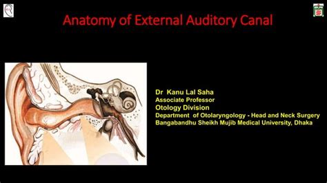 Anatomy Of External Auditory Canal Pptx