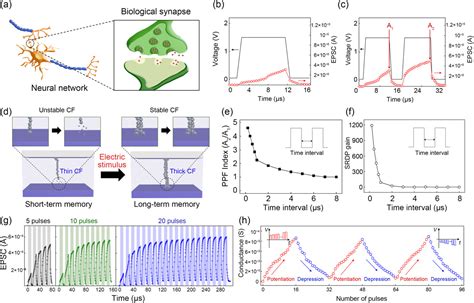 Biodegradable And Flexible Polymer‐based Memristor Possessing Optimized