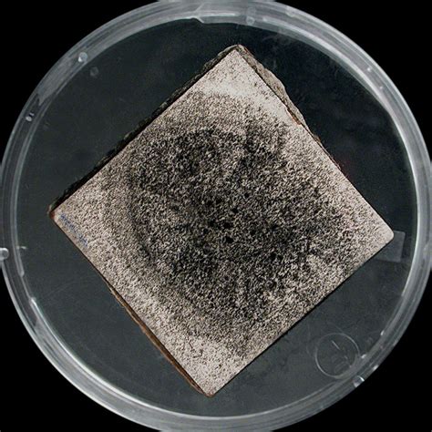 Can Mold Cause Pneumonia