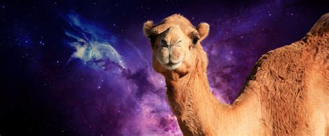 ubuntu 24 04 leaked r linuxmemes