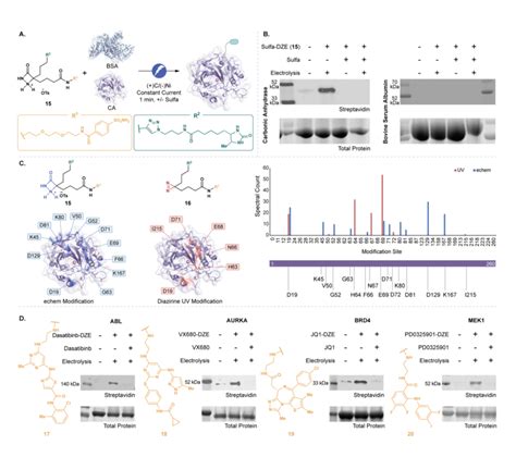 In Vitro Covalent Capture Of Proteins Using Ecal A Schematic