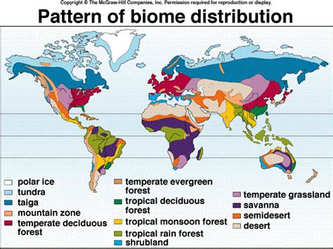 Temperate Evergreen Forest Map