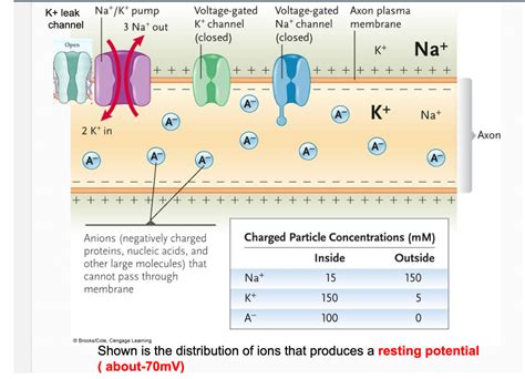 Membrane Potential Diagram