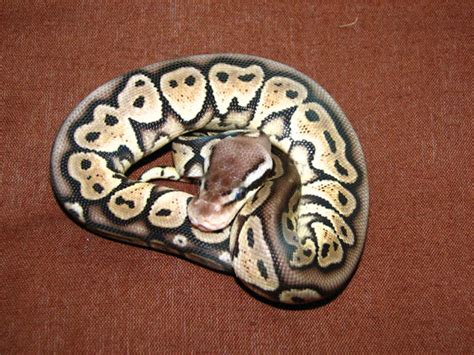 Het Red Axanthic Pastel Morph List World Of Ball Pythons