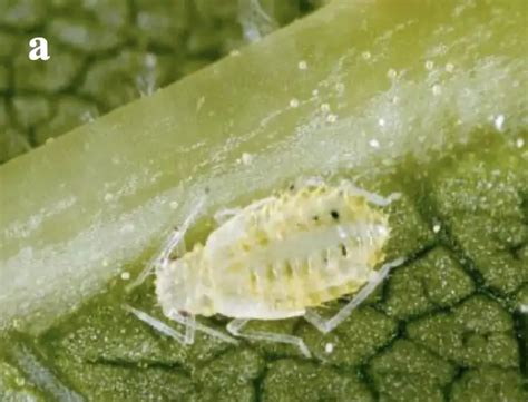 Control Of Walnut Diseases And Pests Esular Akıllı Tarım Teknolojileri