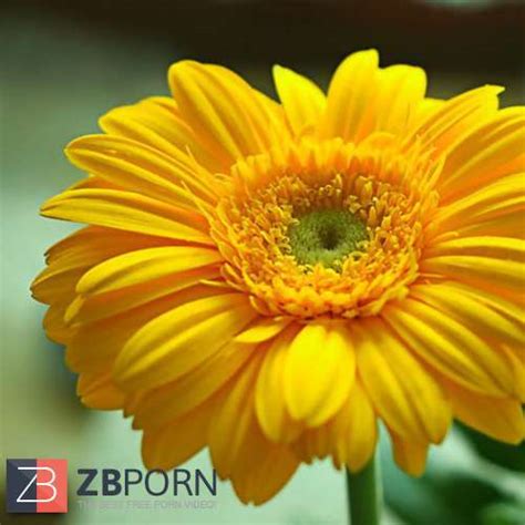 Art And Bombshell Zb Porn