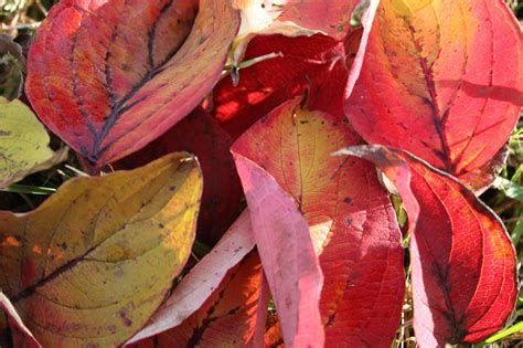 Leaf Function And Anatomy A Conversation Countryside